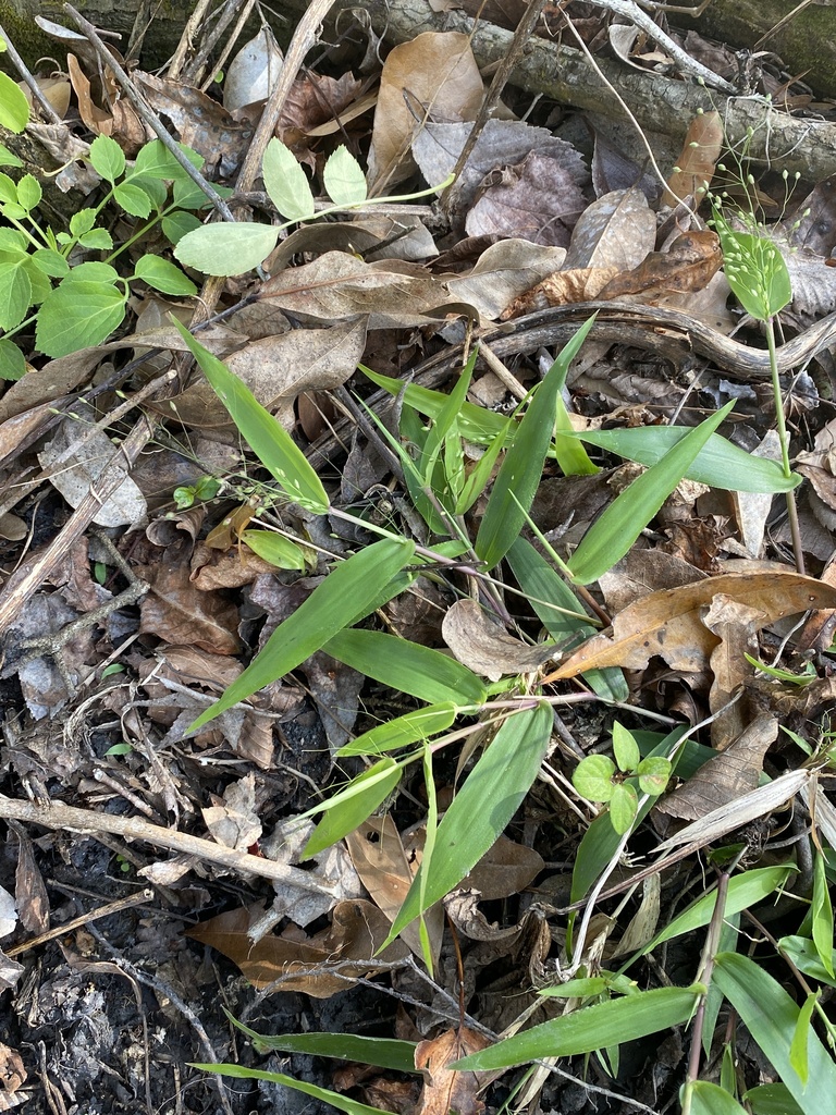 variable witchgrass from Oak Ln, Lakeland, FL, US on January 20, 2023 ...