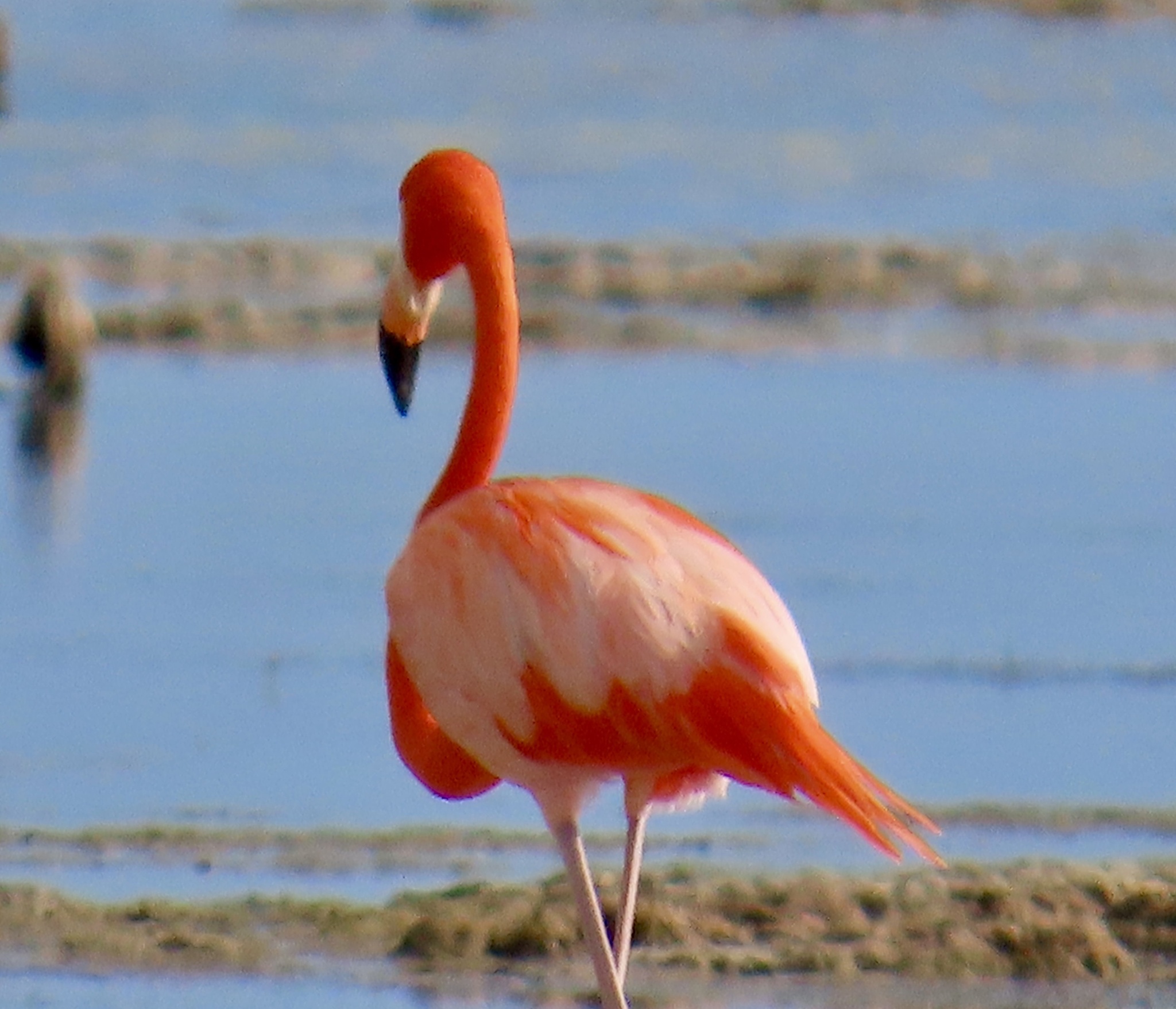 Phoenicopterus ruber Linnaeus, 1758
