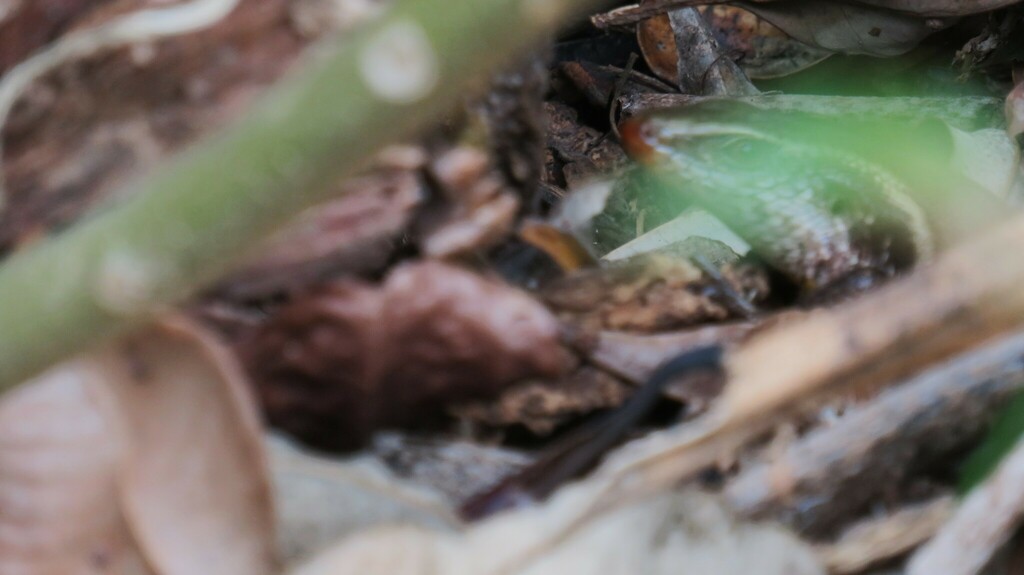 Keeled Indian Mabuya from Galibeedu Road Kalakeri Nidugane, Village ...