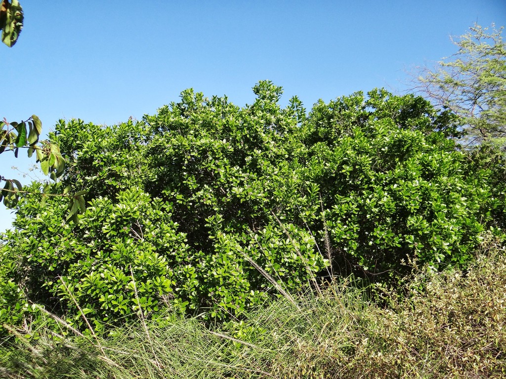 Pepper Cinnamon from Llanos Costa, Cabo Rojo, Puerto Rico on July 30 ...