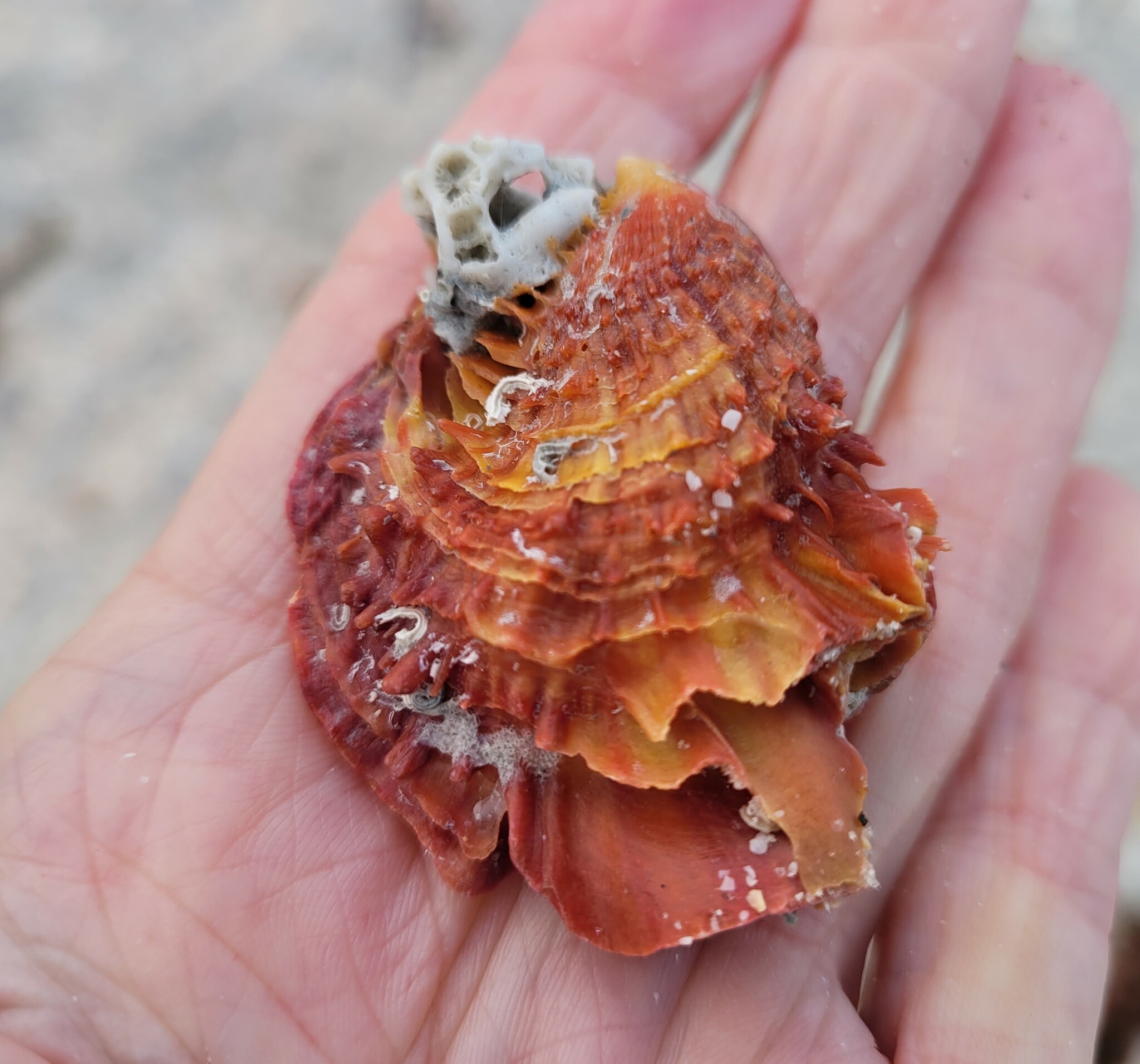 Spondylidae