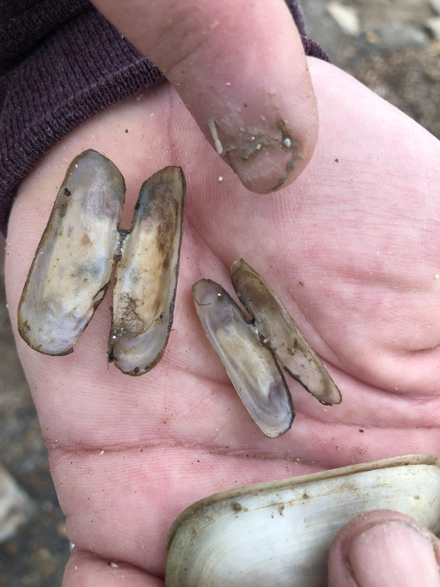 Tagelus divisus (Spengler, 1794)