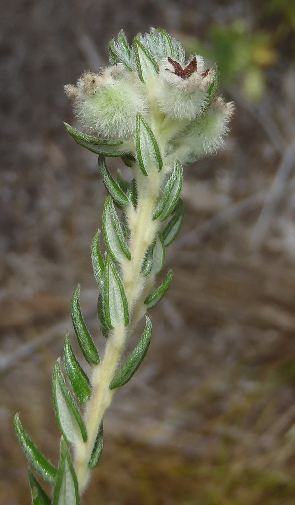 Phylica purpurea purpurea from Brenton, Garden Route District ...