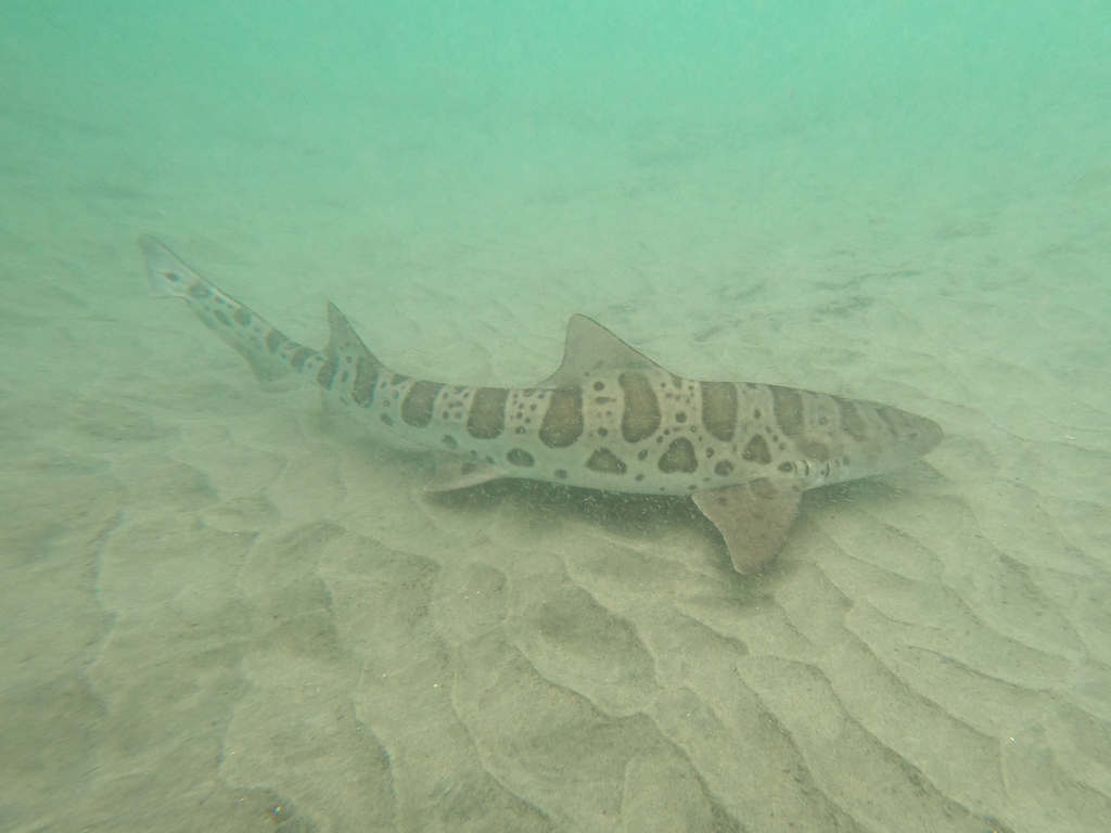 Leopard Shark (Triakis semifasciata) - Marine Life Identification