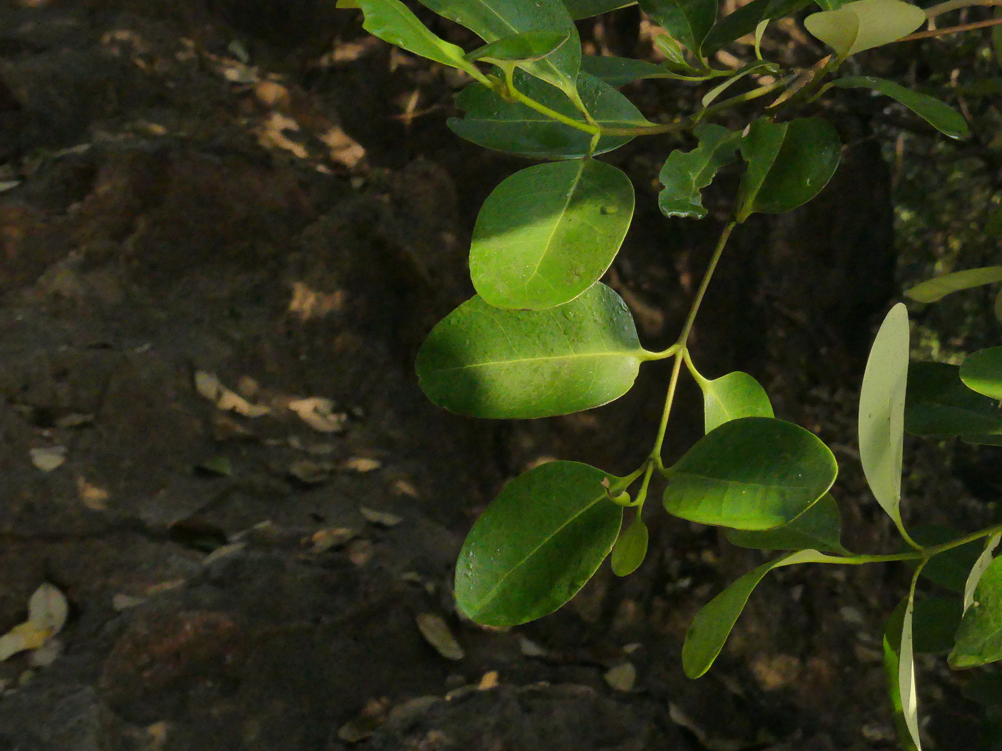 Avicennia officinalis L.