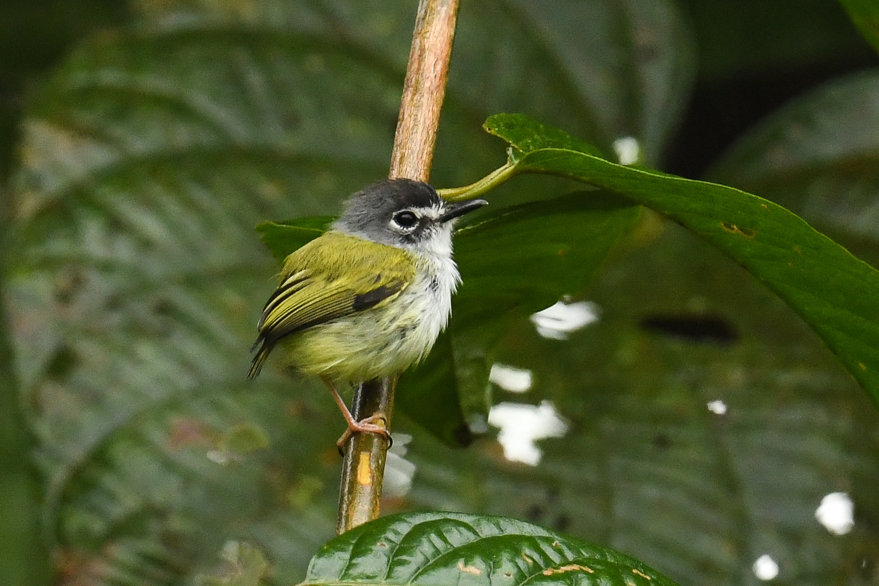 Myiornis atricapillus (Lawrence, 1875)