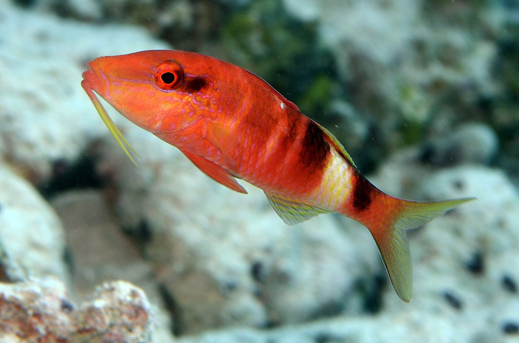 Manybar Goatfish (Fishes of the Suva Fiji Fish Patch) · iNaturalist