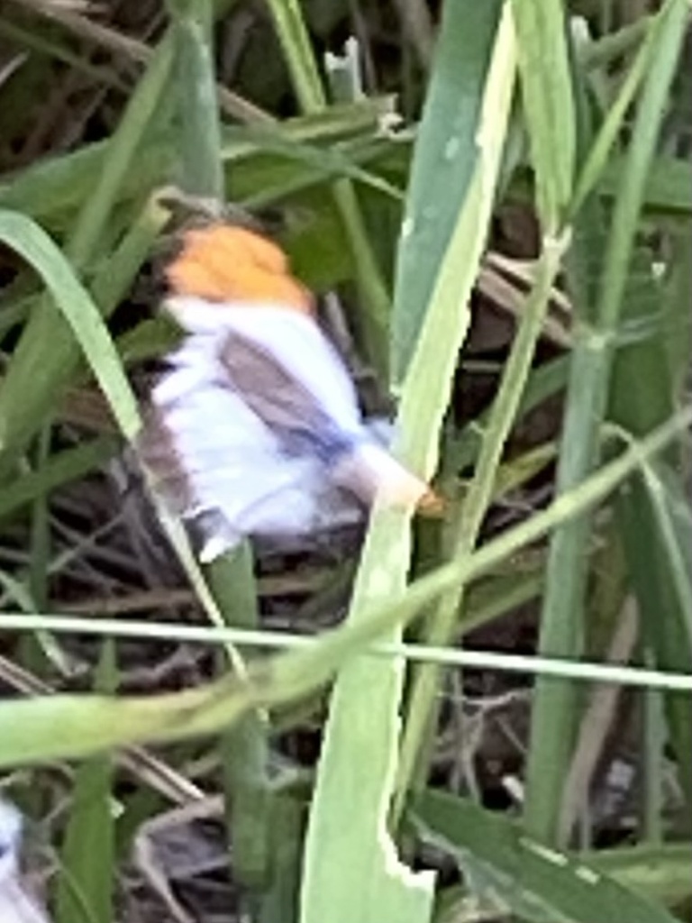 Small Orange Tip from Kruger Park, Bushbuckridge, MP, ZA on January 20 ...