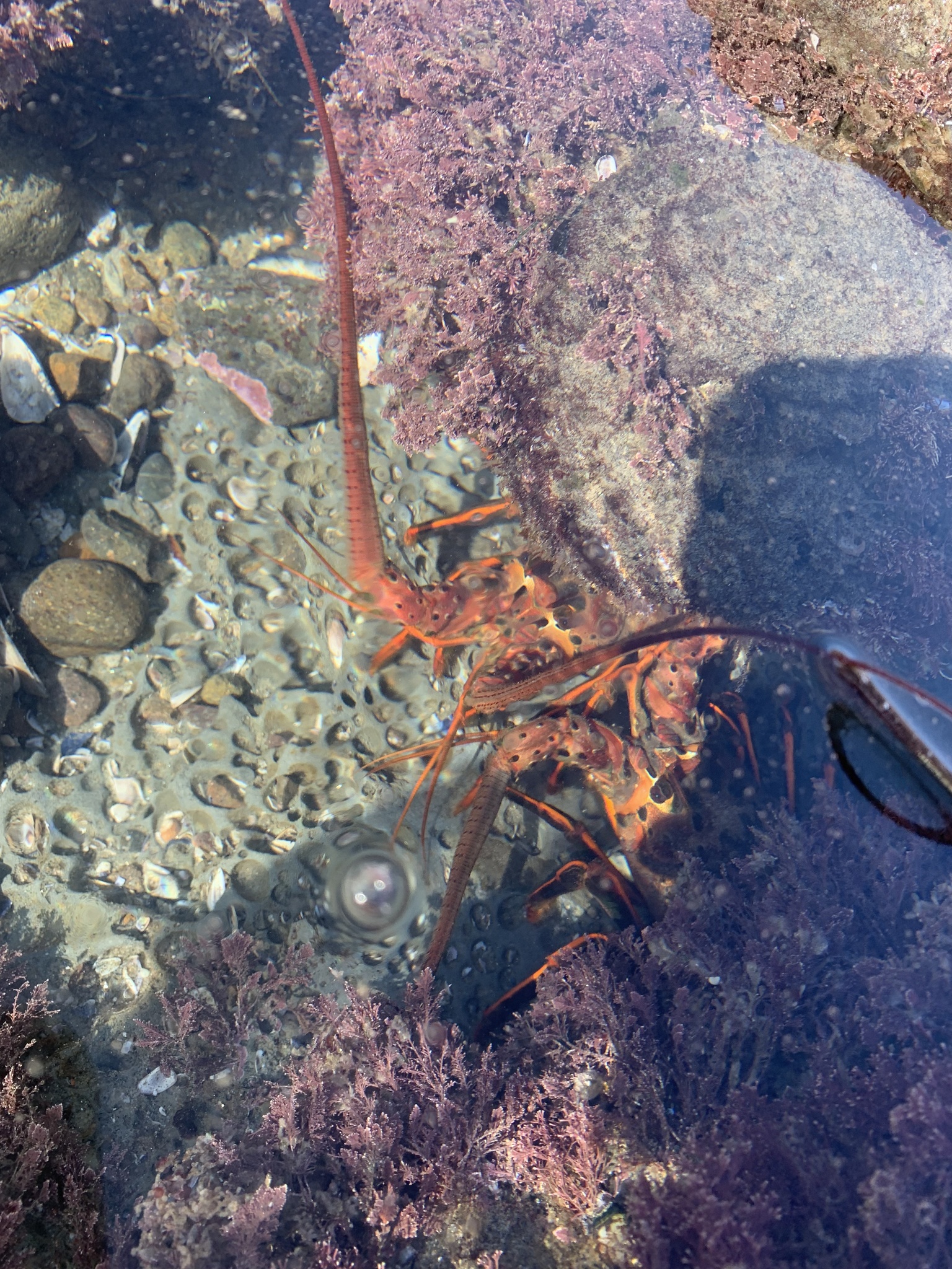 Panulirus interruptus (J.W.Randall, 1840)