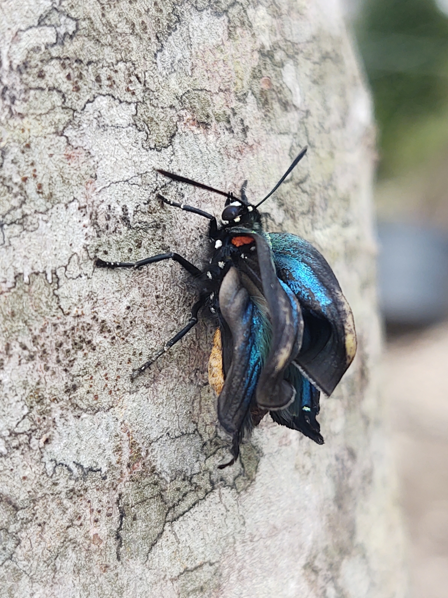 Atlides Hübner, 1819