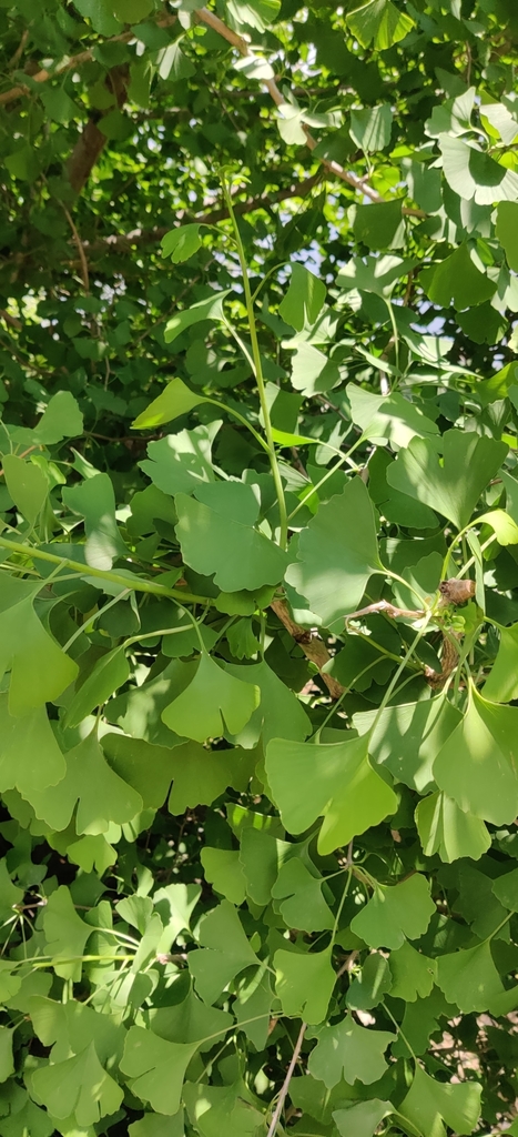 ginkgo from Location: 31.538683, 78.253647 on May 9, 2022 by Name ...