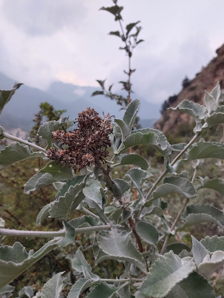Himalayan butterfly bush from Lete,mustang Nepal on June 5, 2022 at 06: ...