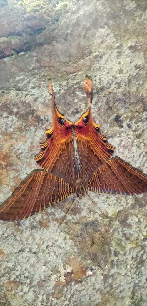 Nothus lunus Linnaeus, 1758