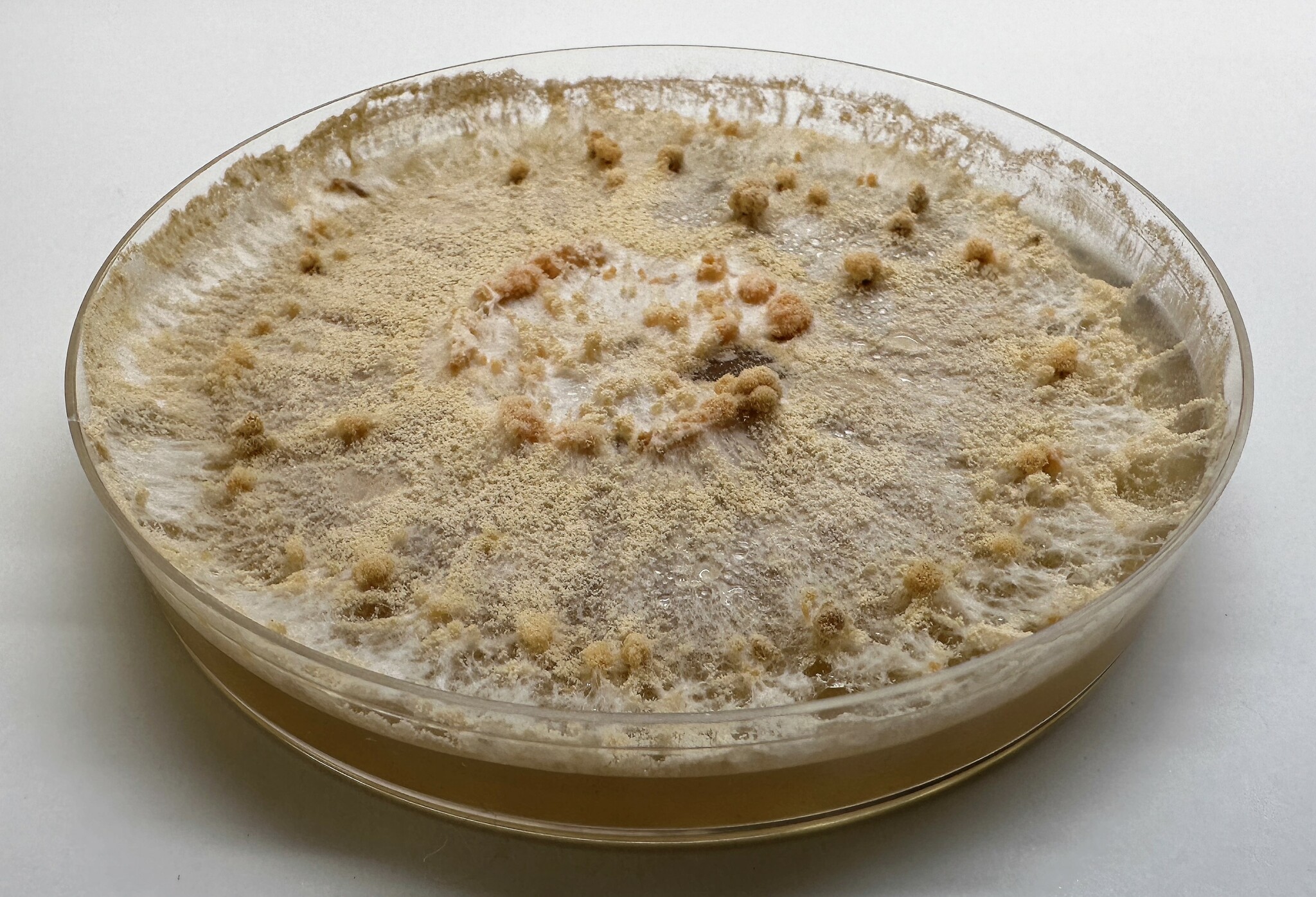 Clonostachys rosea (Link) Schroers, Samuels, Seifert & W.Gams