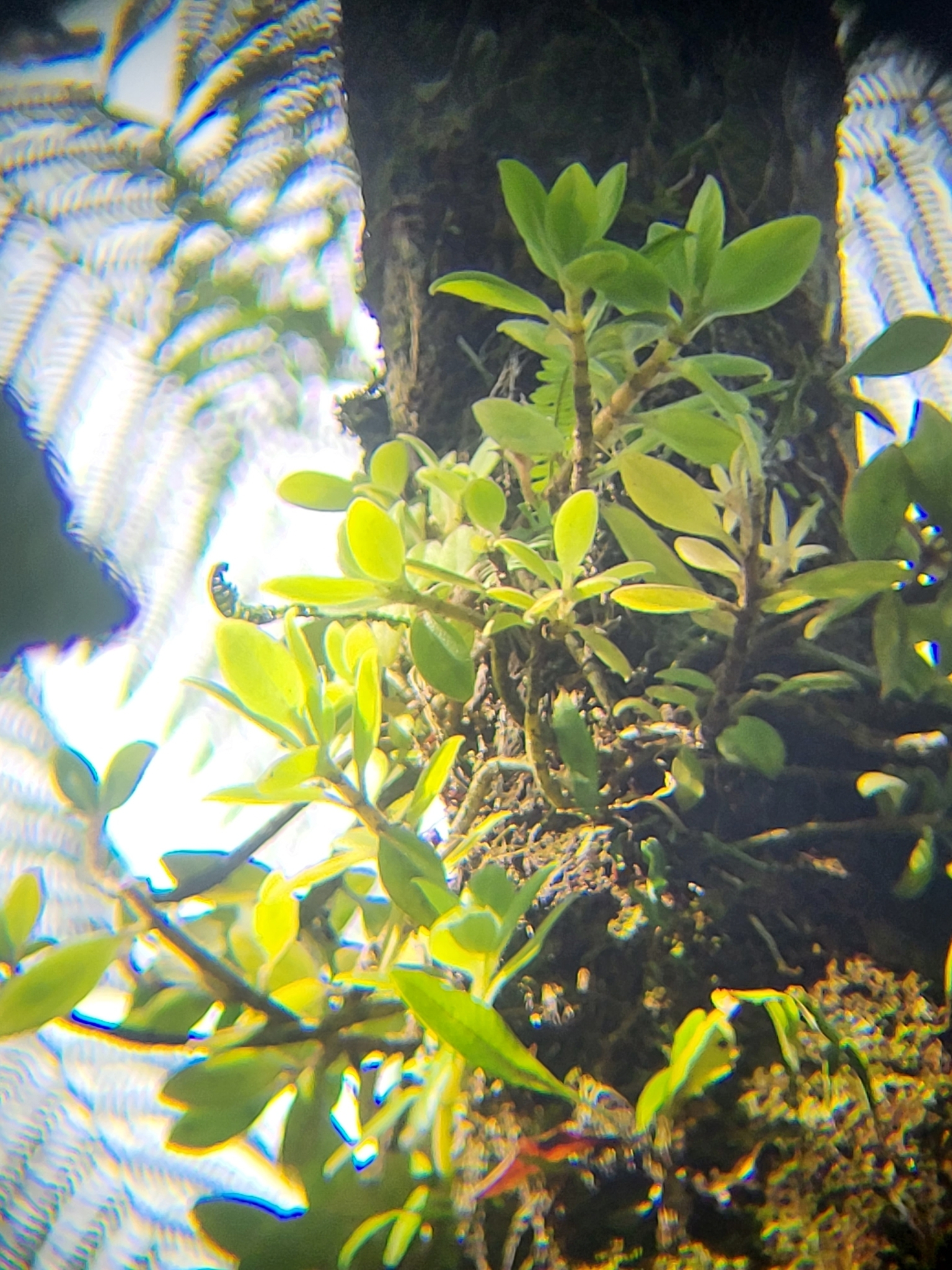 Columnea scandens L.