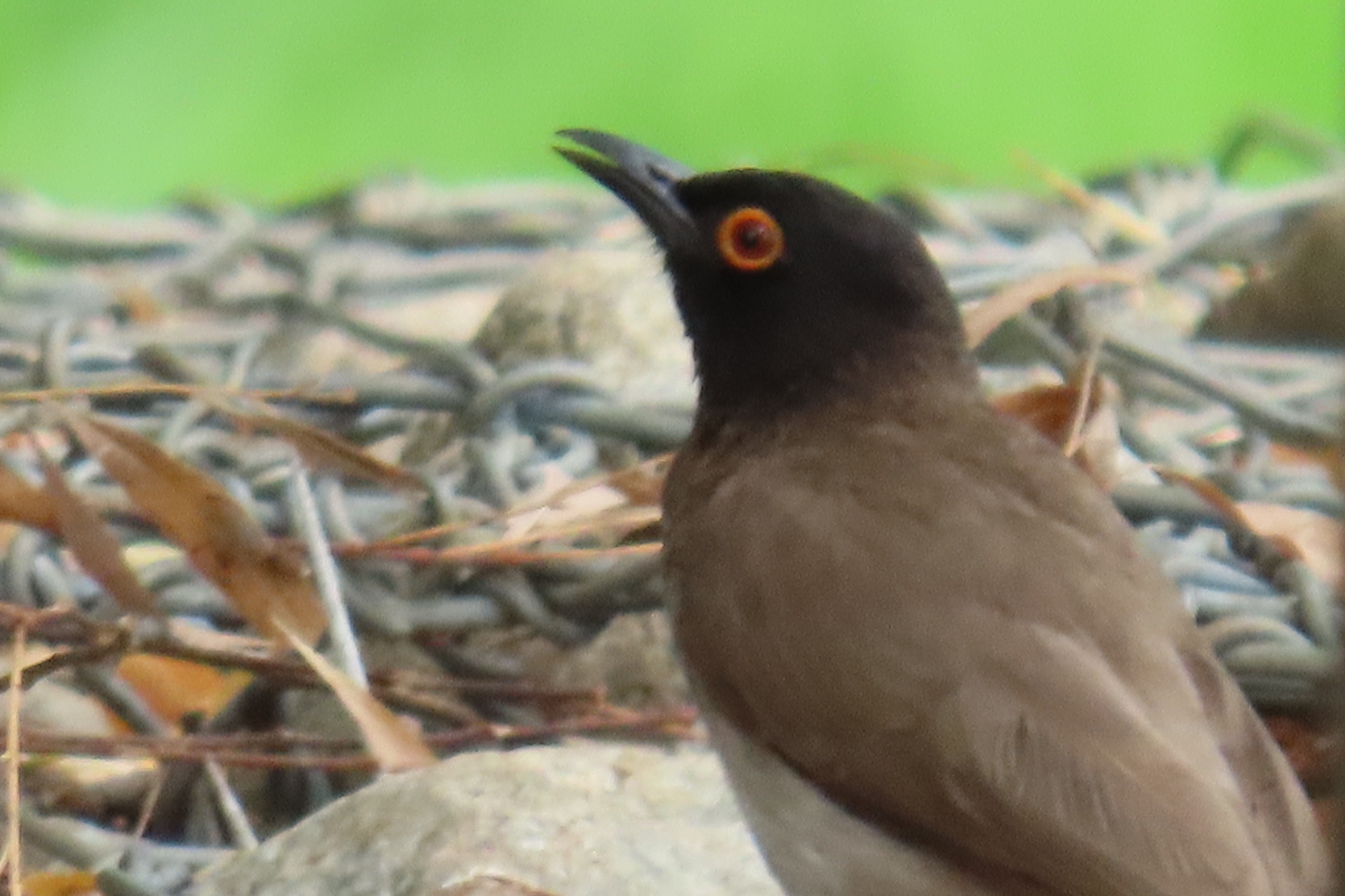 Pycnonotus nigricans (Vieillot, 1818)