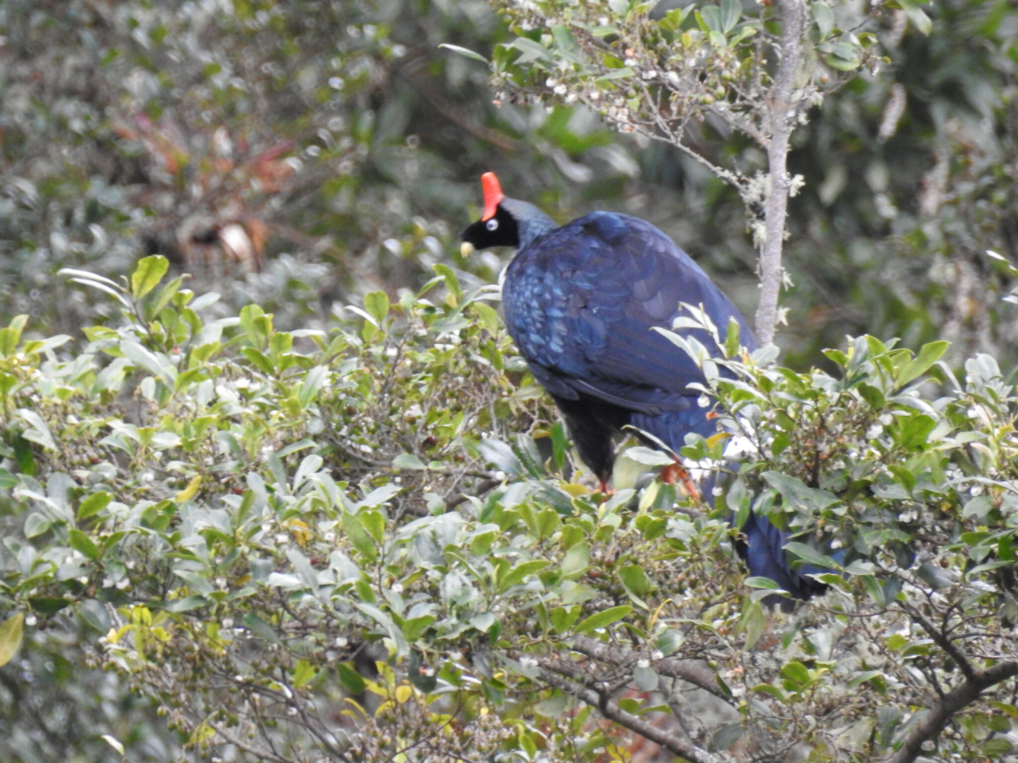 Oreophasis derbianus G.R.Gray, 1844