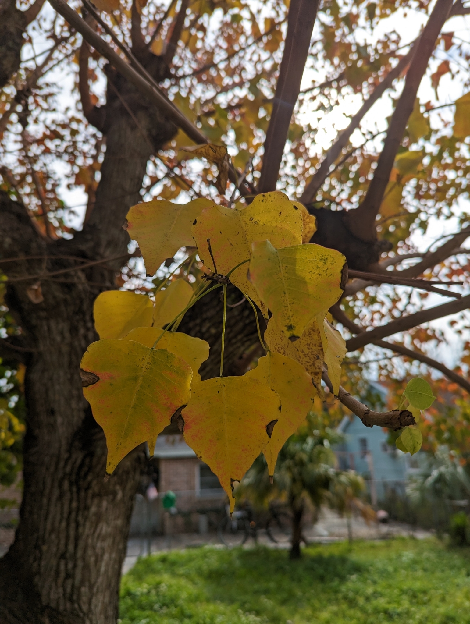 Triadica sebifera (L.) Small
