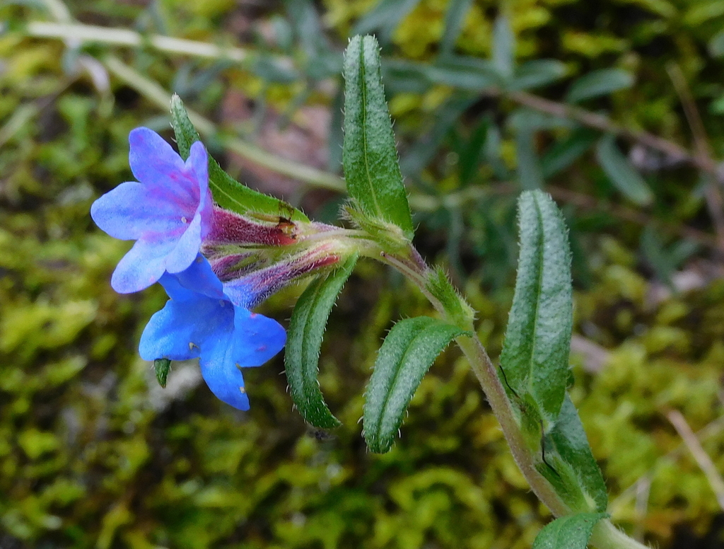 creeping gromwell from Cáceres, Espanha on January 14, 2023 at 04:22 PM ...