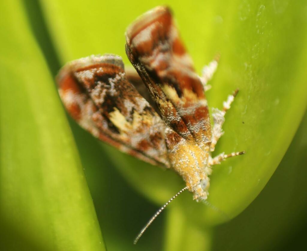 Choreutis emplecta from Boca Raton, FL, USA on January 20, 2023 by ...