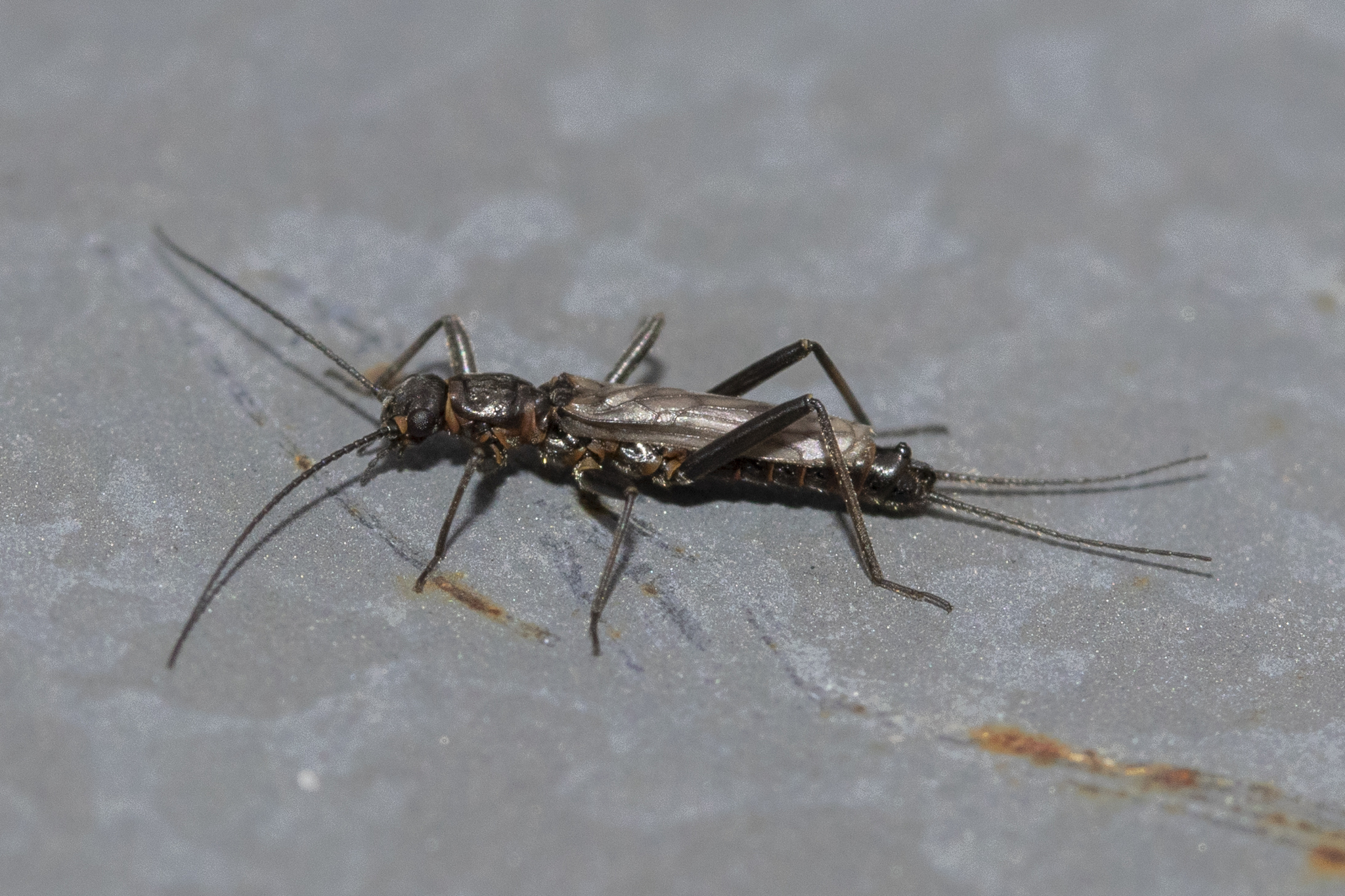 Plecoptera