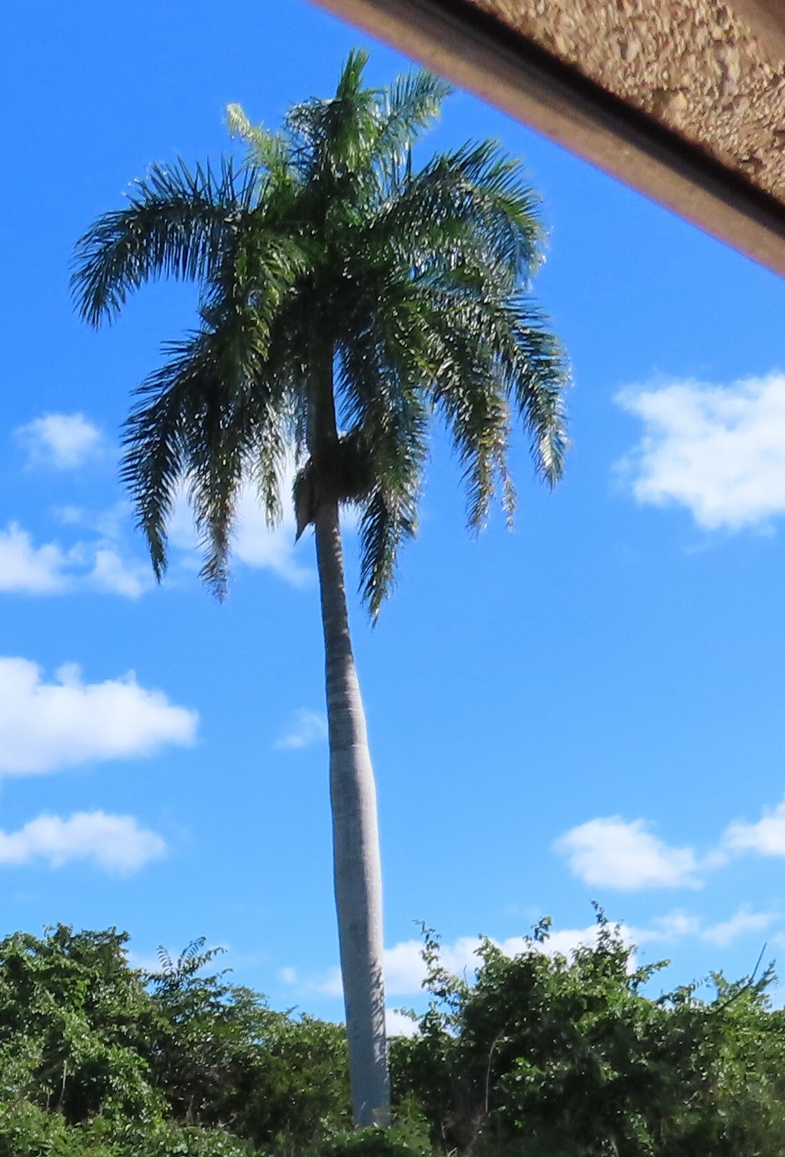 Roystonea regia (Kunth) O.F.Cook