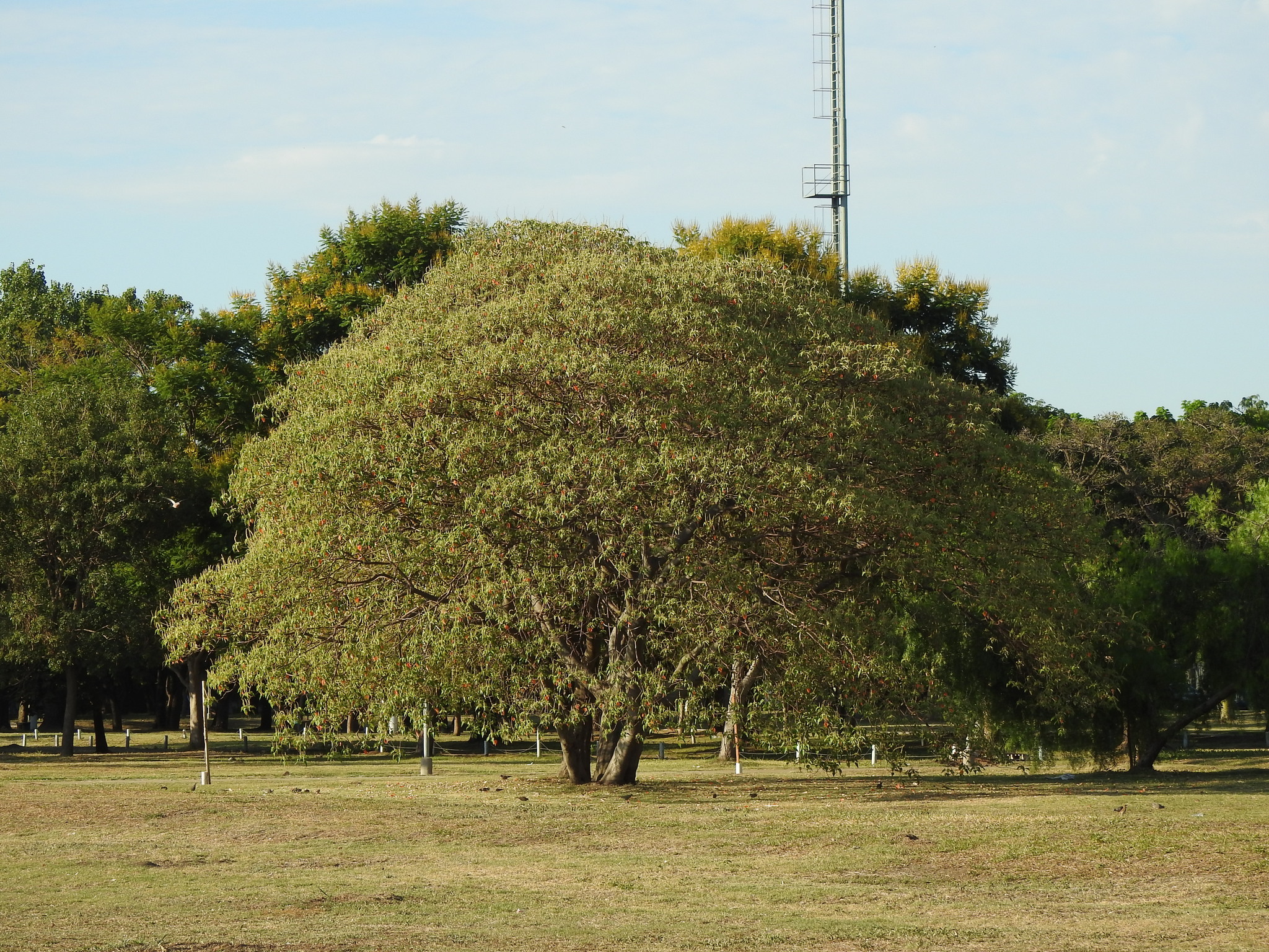 Croton urucurana Baill.