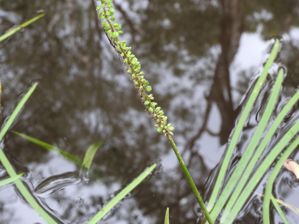 Cycnogeton multifructum from Owanyilla QLD 4650, Australia on January ...