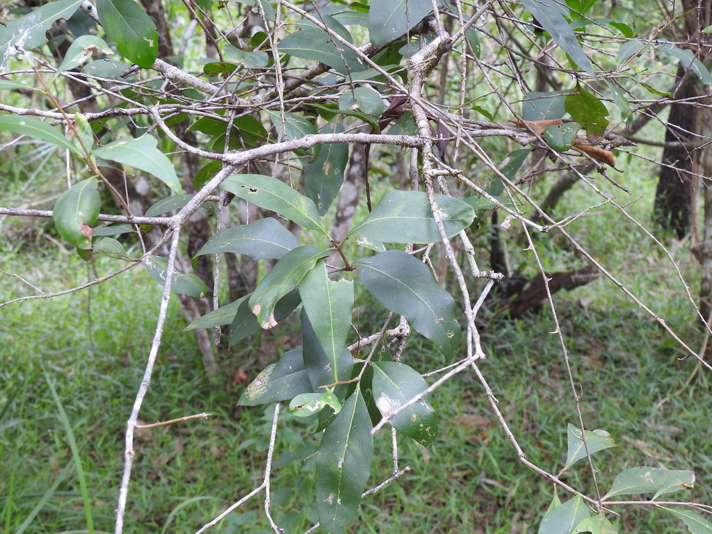 large mock-olive from Owanyilla QLD 4650, Australia on January 20, 2023 ...