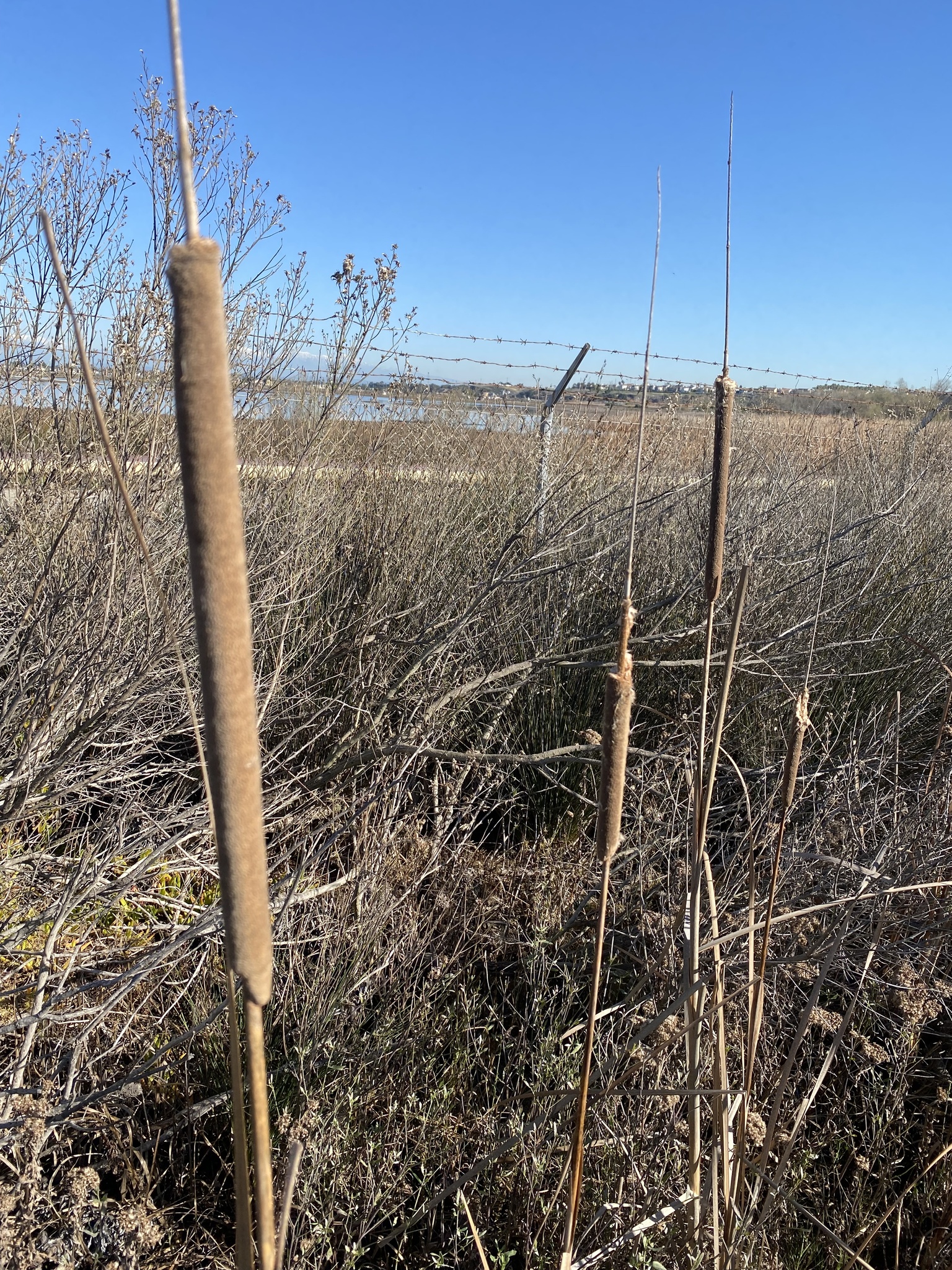 Typha domingensis Pers.