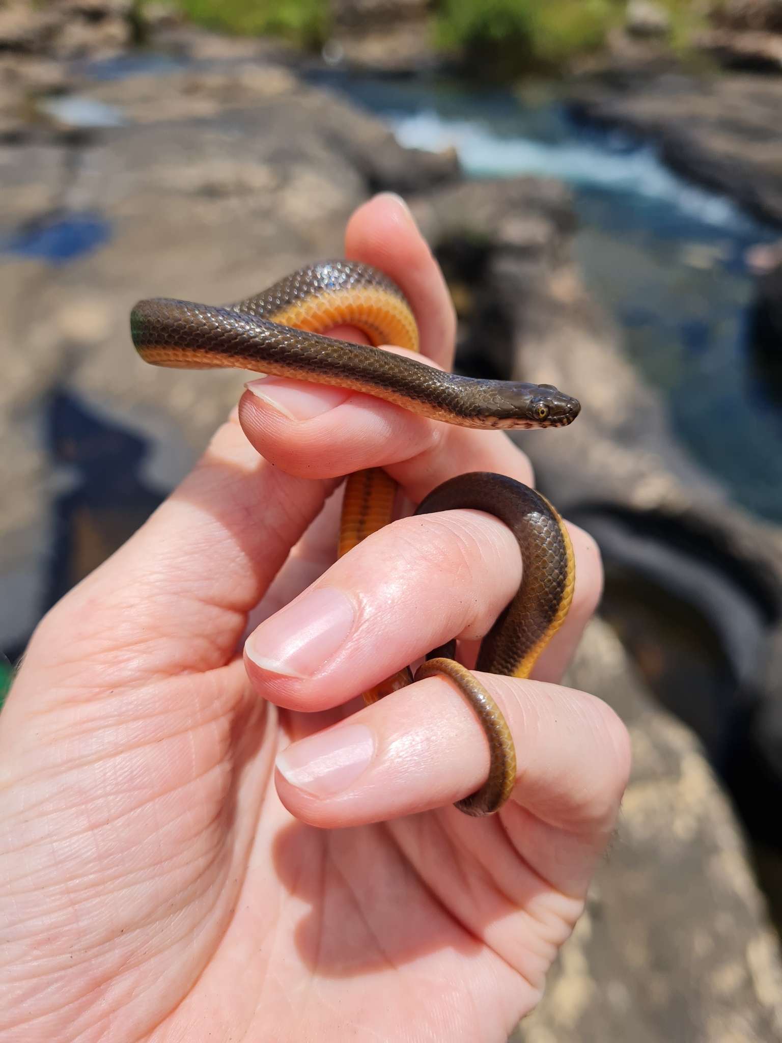 Lycodonomorphus laevissimus (Günther, 1862)