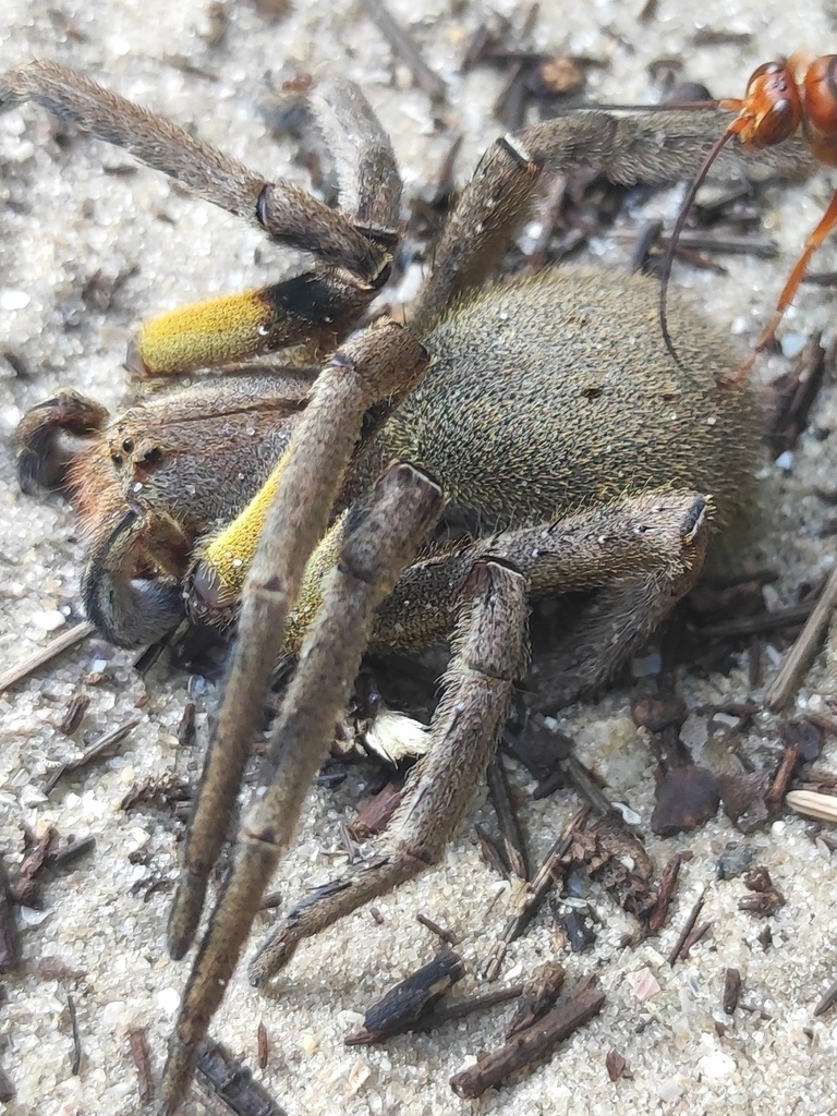 Phoneutria keyserlingi from beira de praia praia da ferrugem, Garopaba ...