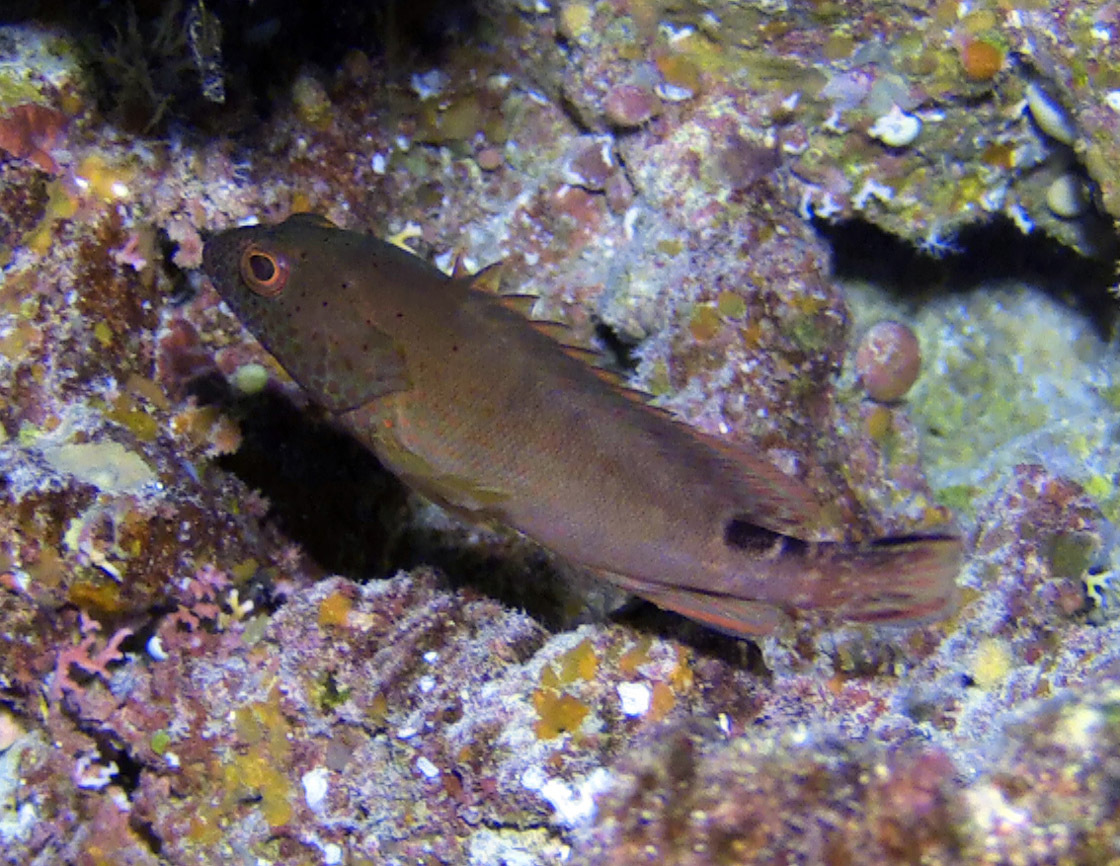 Cephalopholis leopardus (Lacepède, 1801)