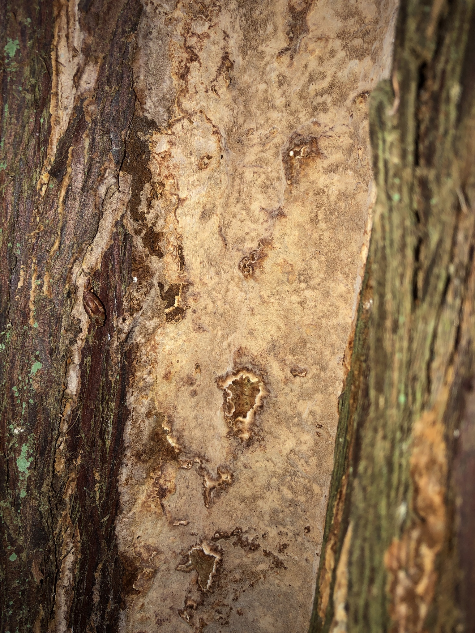 Coniferiporia weirii (Murrill) L.W.Zhou & Y.C.Dai