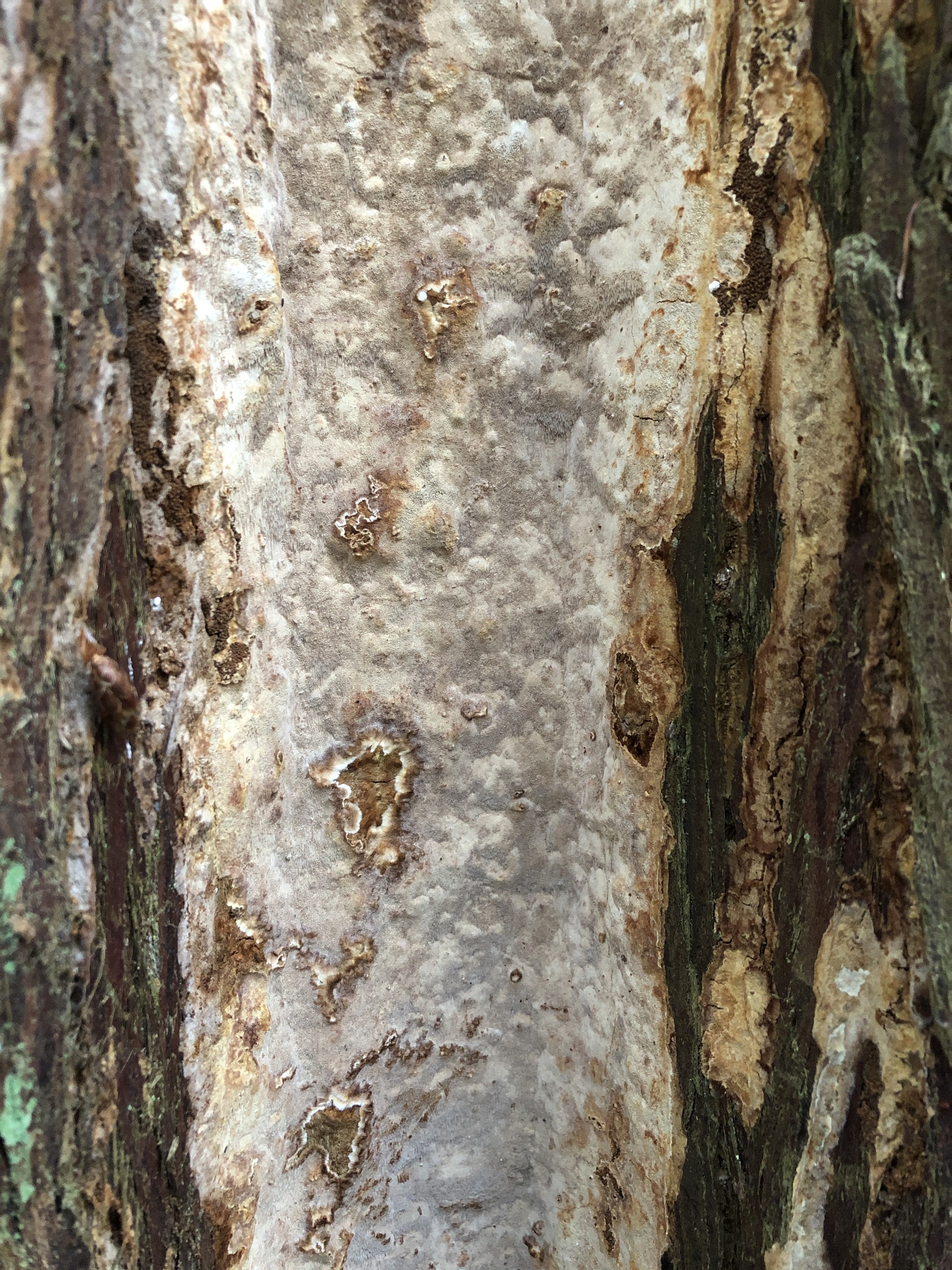 Coniferiporia L.W.Zhou & Y.C.Dai, 2016