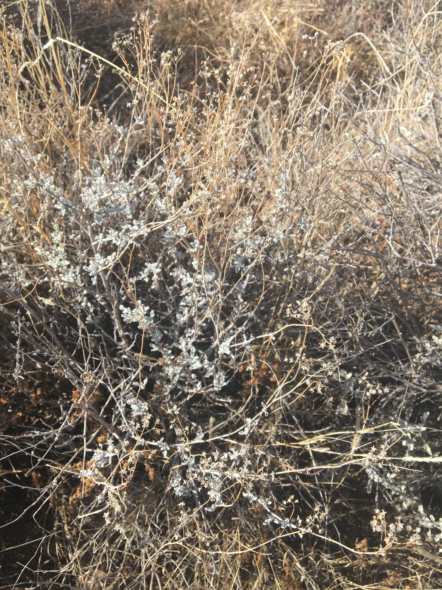 Parthenium incanum Kunth