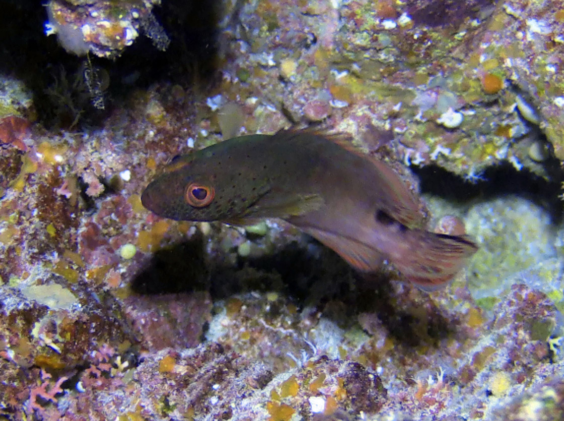 Cephalopholis leopardus (Lacepède, 1801)