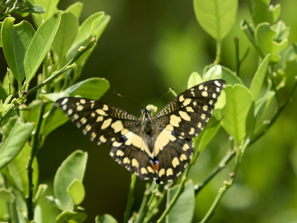 Lime Swallowtail from Bahagian Tawau, Sabah, Malaysia on July 30, 2022 ...