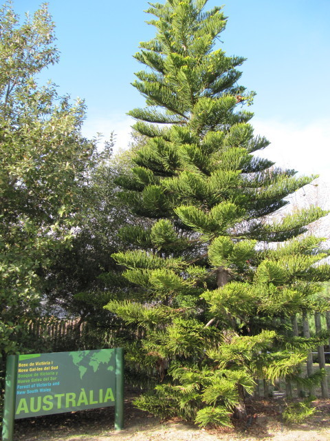 Araucaria excelsa (溪頭森林遊樂區植物名錄) · iNaturalist