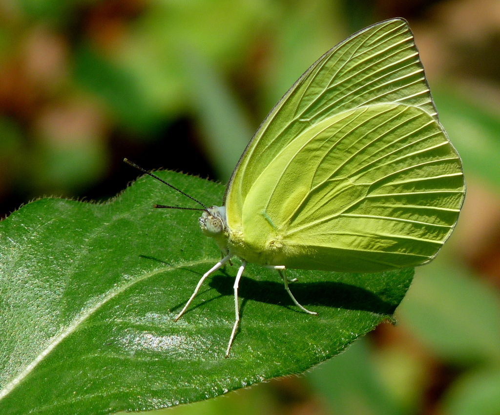 Lemon Migrant (Butterflies of Varsity Park Condominium) · iNaturalist