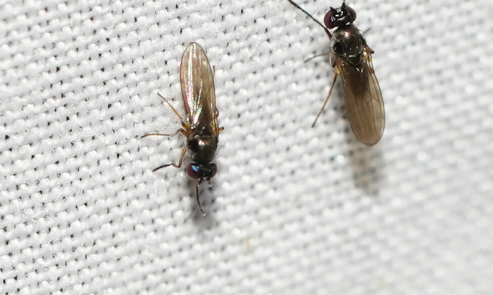 Ephydridae