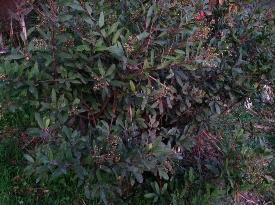 Toyon from Claremont Canyon Reg Preserve, Berkeley, California, US on ...