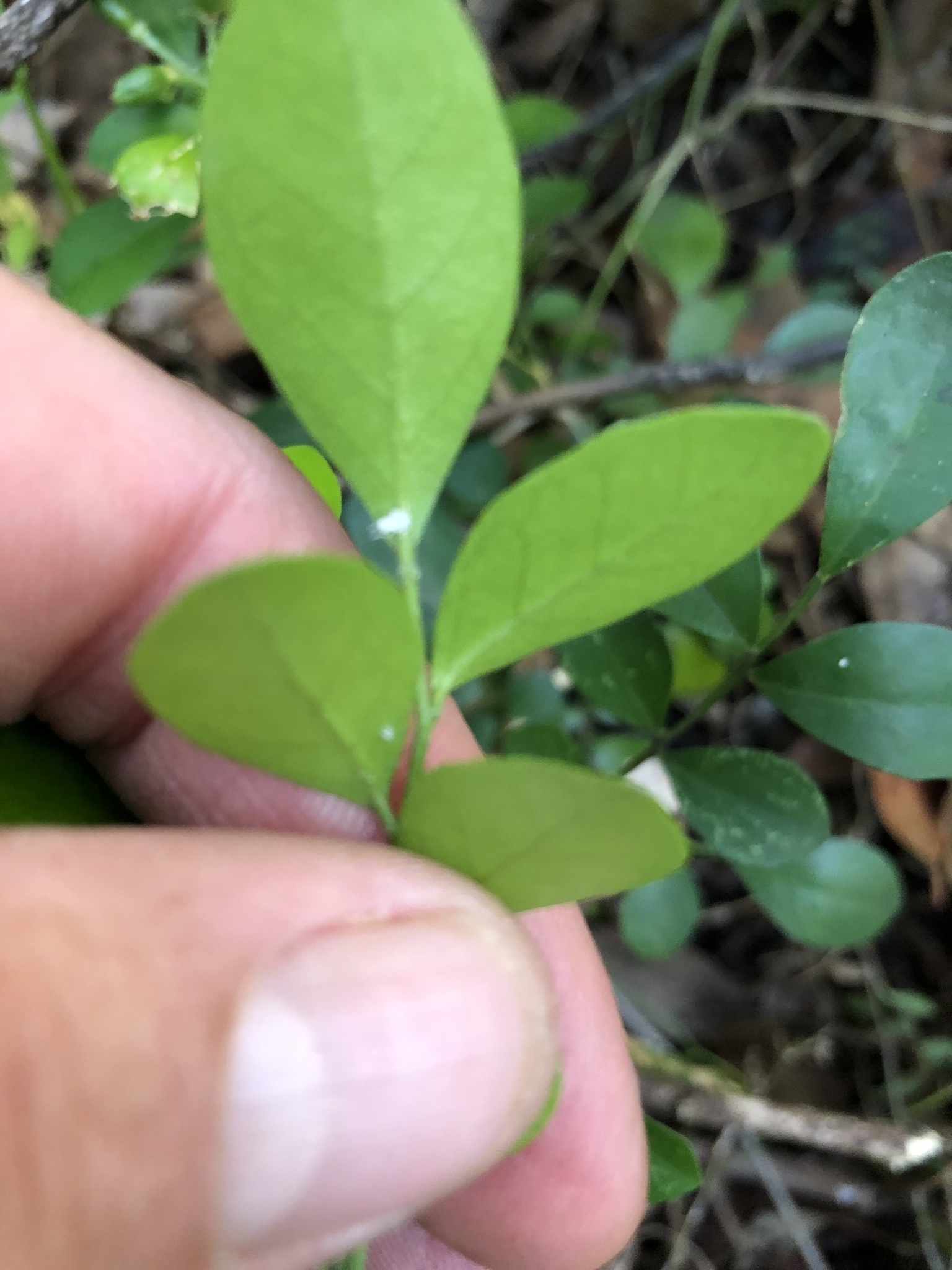 Murraya J.Koenig ex L.