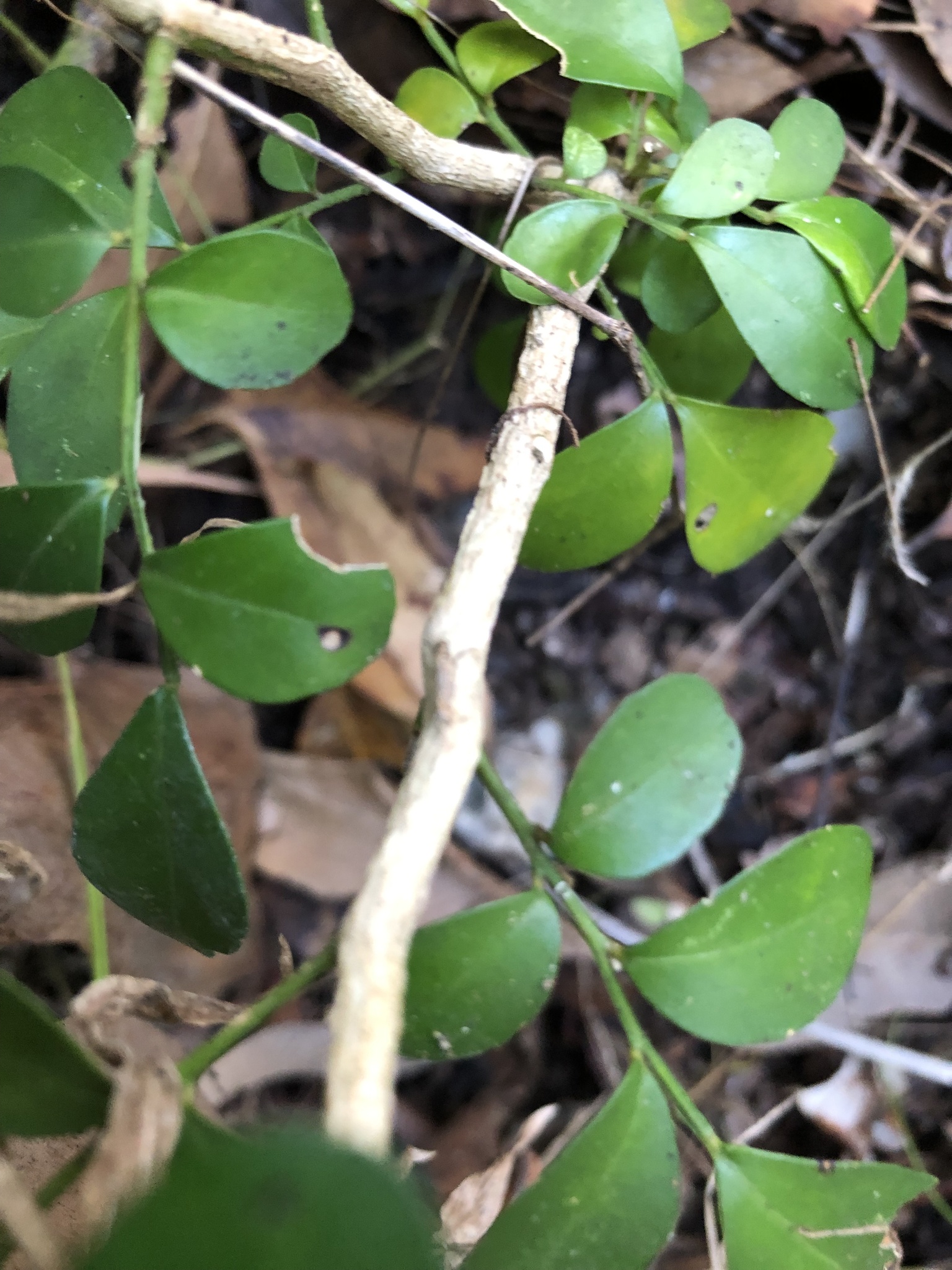 Murraya J.Koenig ex L.