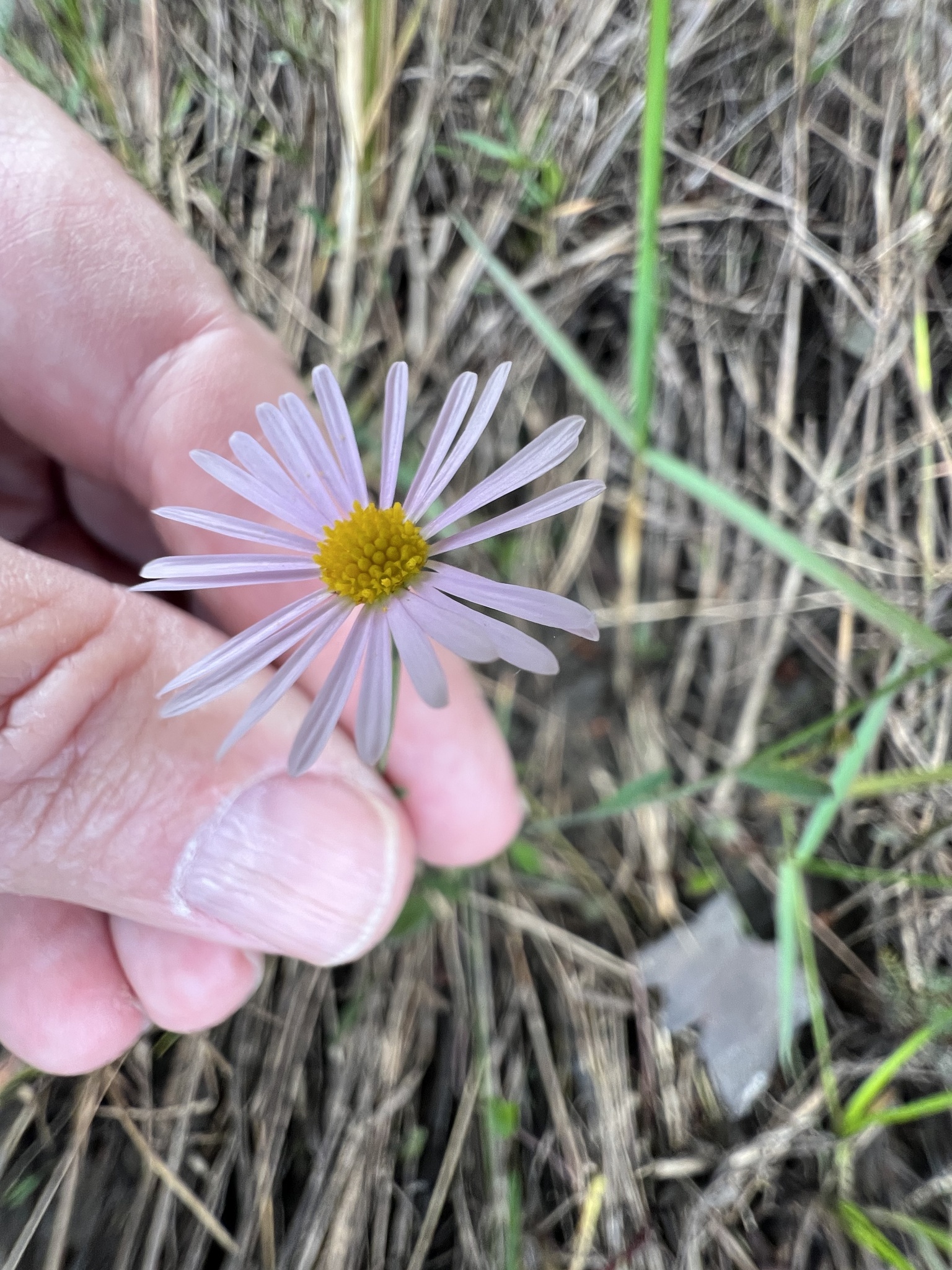 Boltonia diffusa Elliott