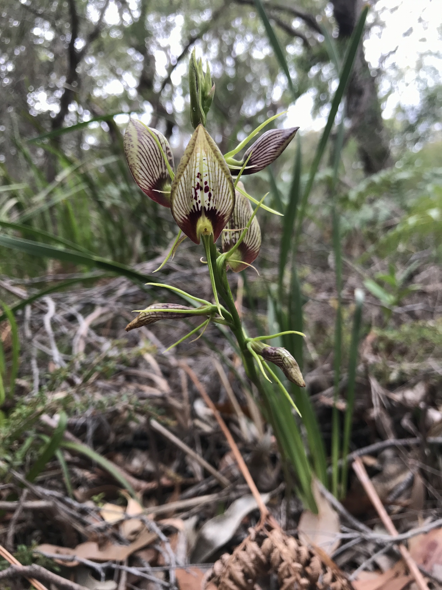 Cryptostylis erecta R.Br.