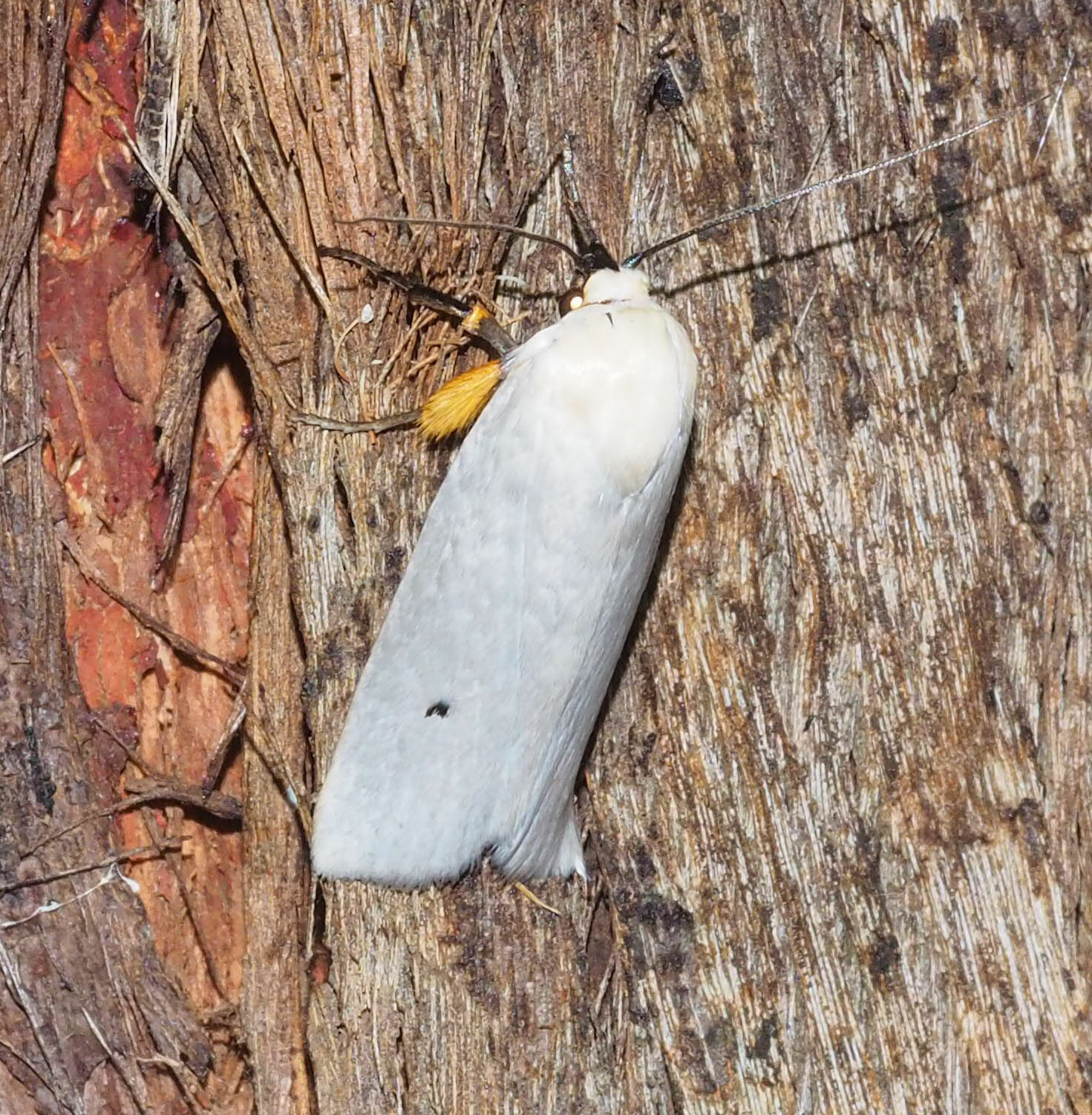 Maroga melanostigma (Wallengren, 1861)