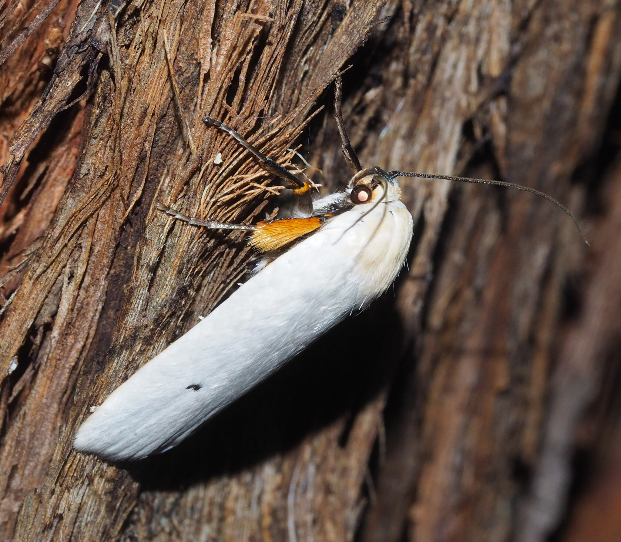 Maroga melanostigma (Wallengren, 1861)
