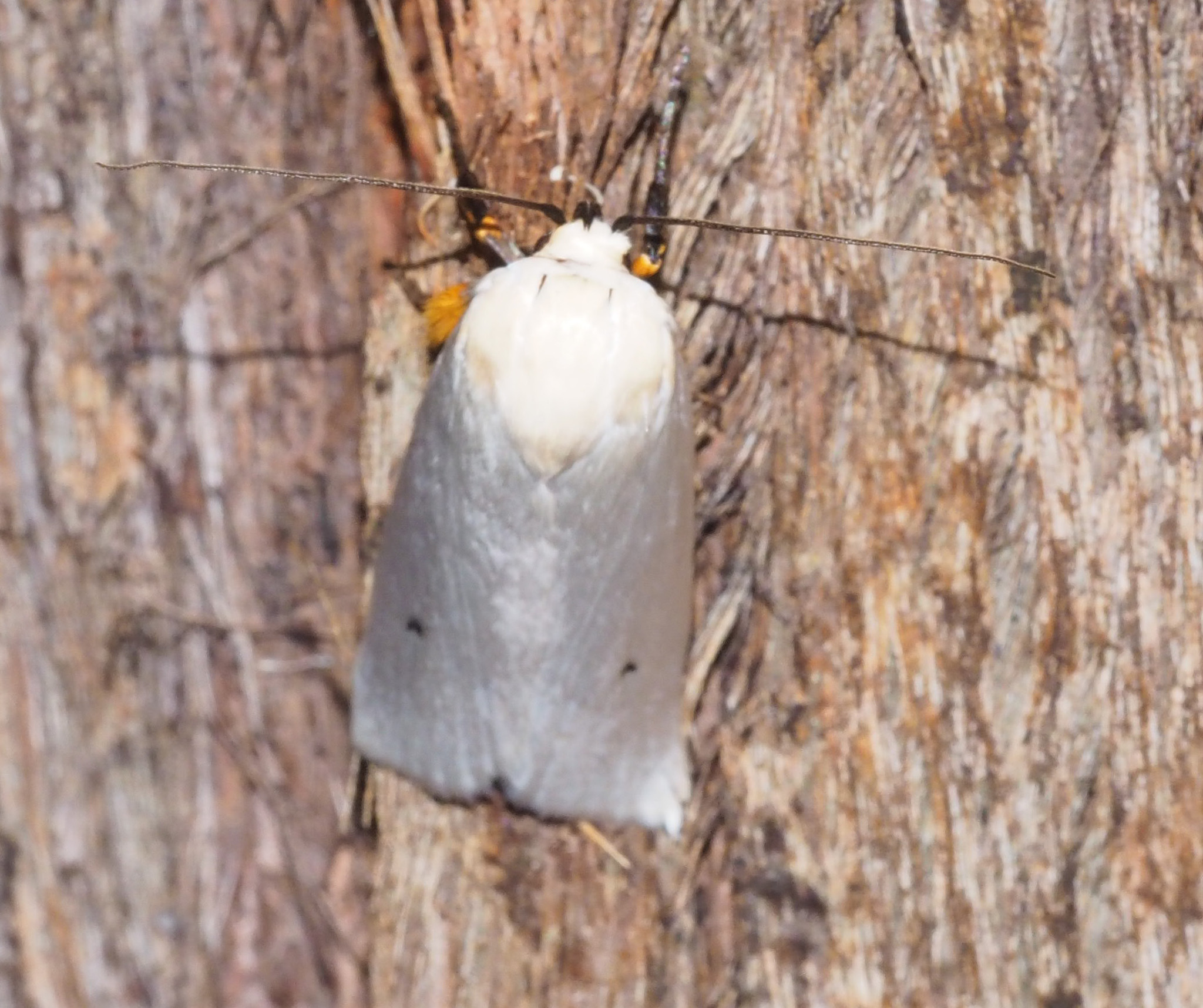 Maroga melanostigma (Wallengren, 1861)