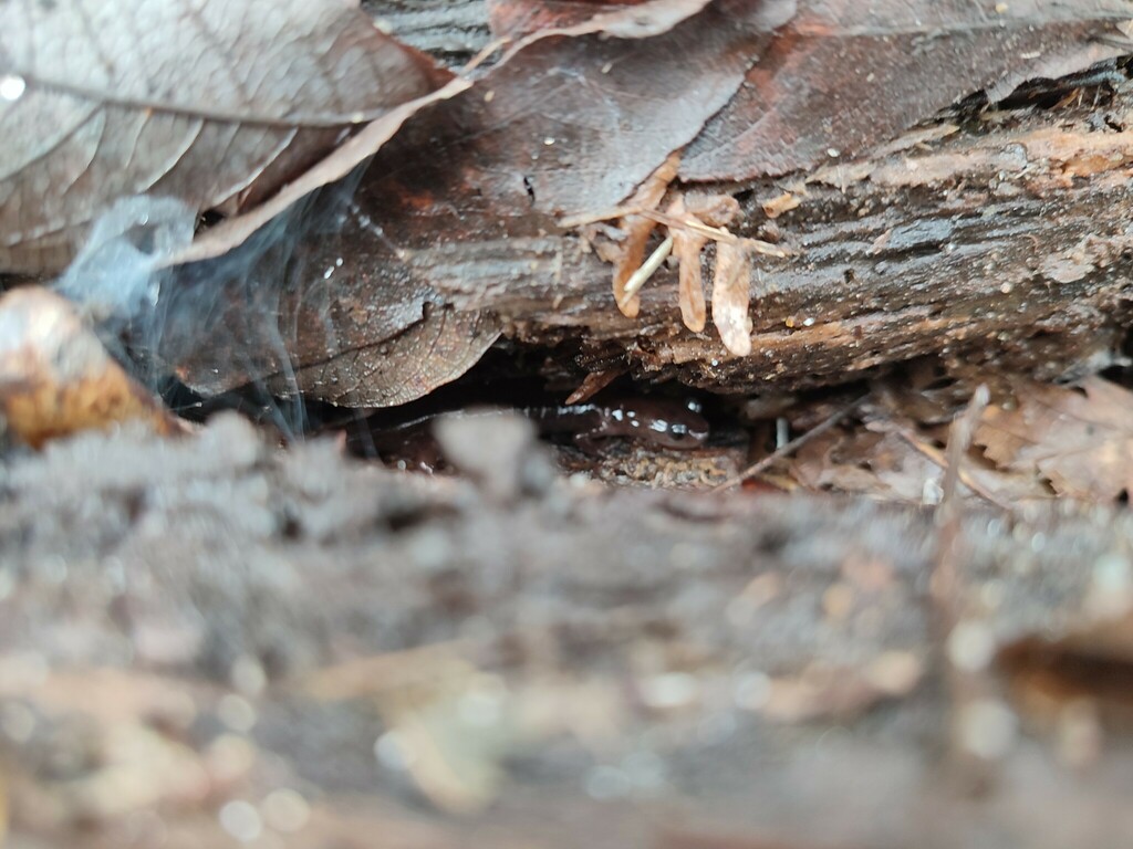 Gold-striped salamander from 4515 Foz do Sousa, Portugal on January 20 ...